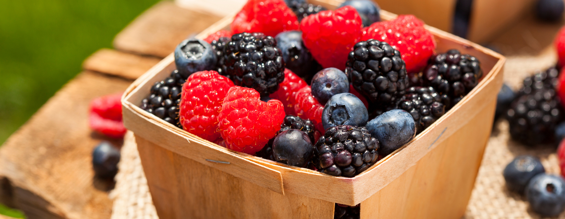 Welche Beeren dürfen Hunde essen? - Pfotenbegleitung